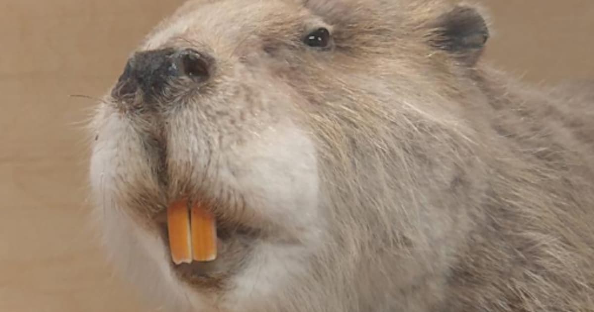 Natuurpunt en Destelbergen organiseren activiteiten rond opmars bever ...