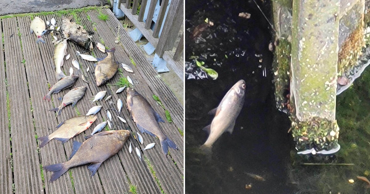 Tientallen dode vissen in Oude Leie na nieuwe lozing van vervuild water ...