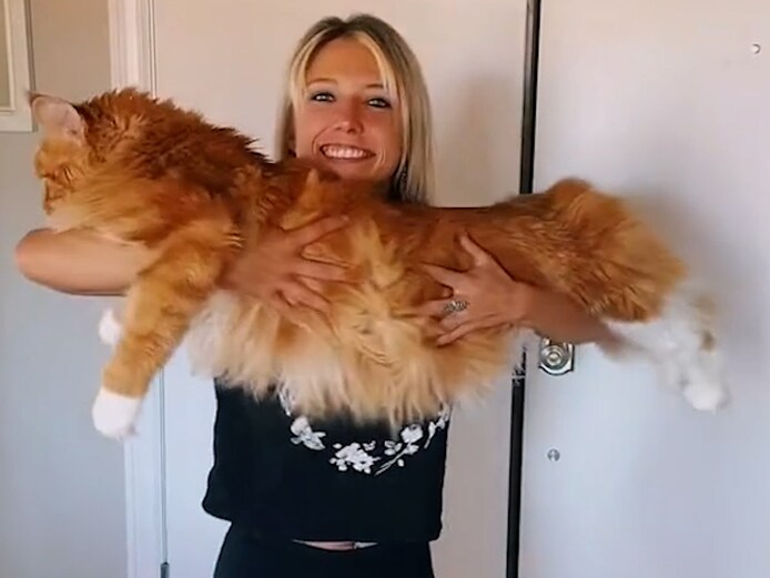 KIJK. Kat Finn is zo groot dat mensen denken dat hij een hond is | Het ...