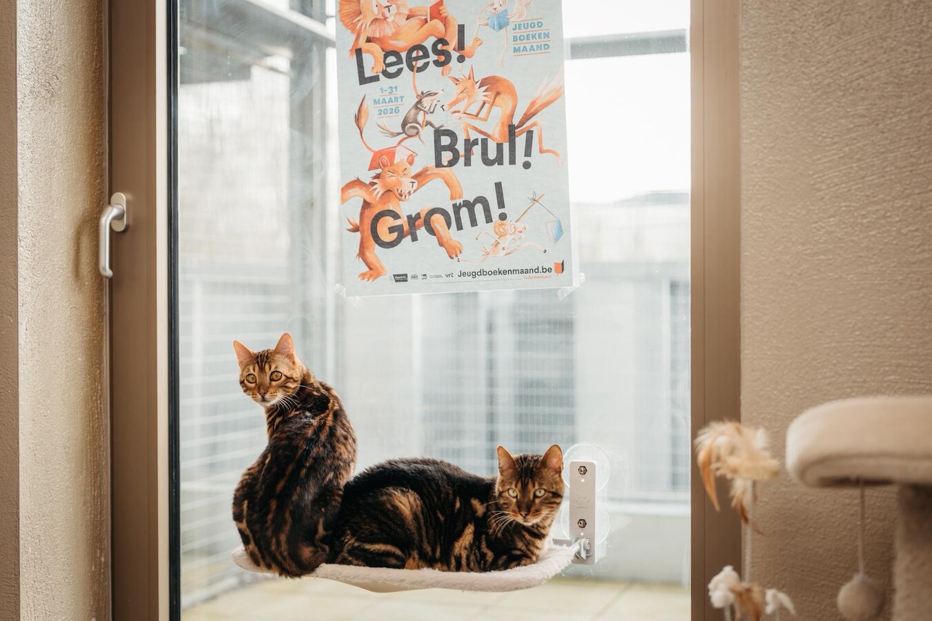 Jeugdboekenmaand op gang geschoten met voorleesmoment voor katten: “Ik ...