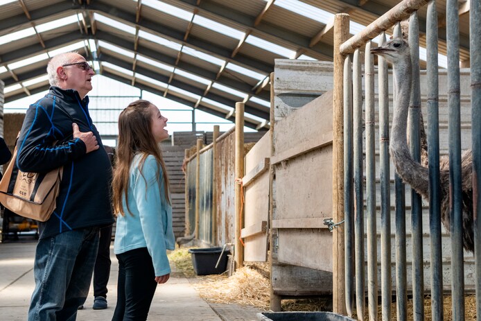 Struisvogels steken hun kop niet in het zand; bij Monnikenwerve ...