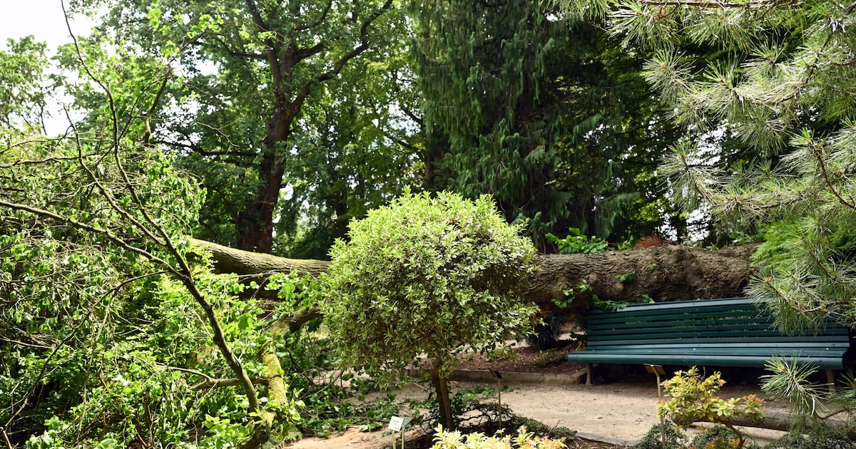 200 jaar oude olm in Leuvense Kruidtuin geveld door noodweer: “Heeft ...