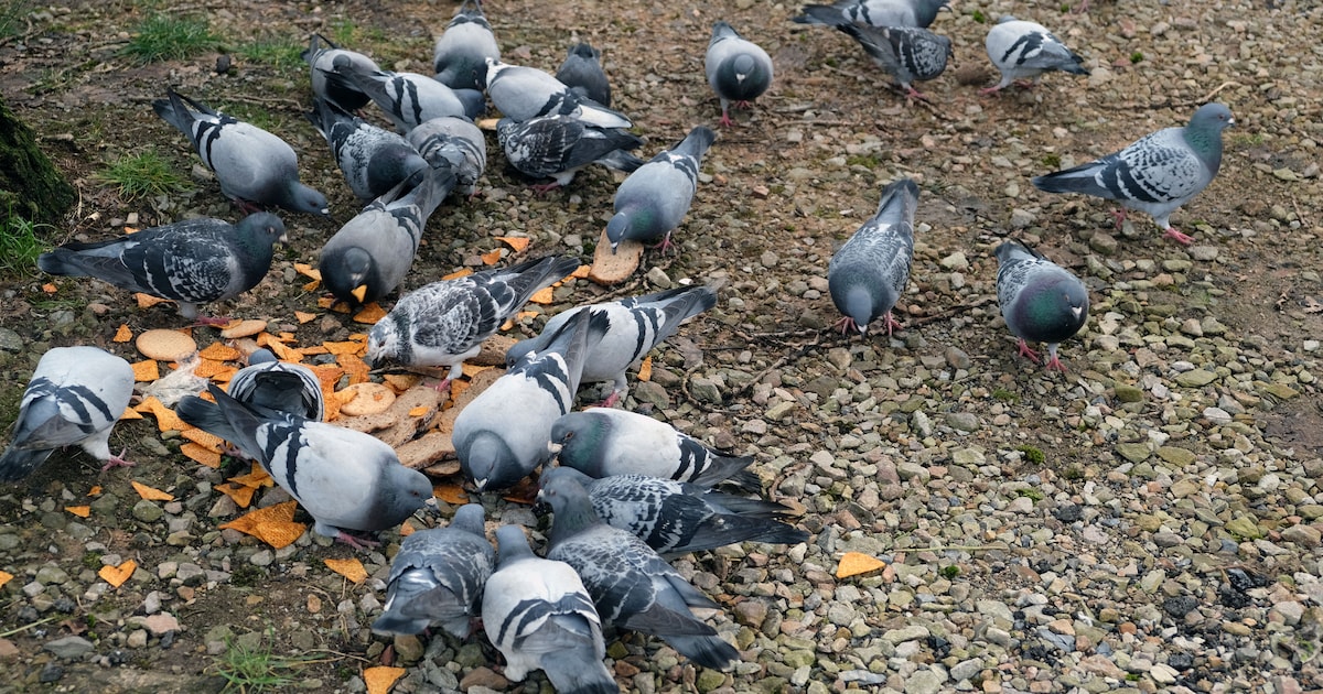 Duivenpil slaat aan: aantal stadsduiven met kwart gedaald | Willebroek ...