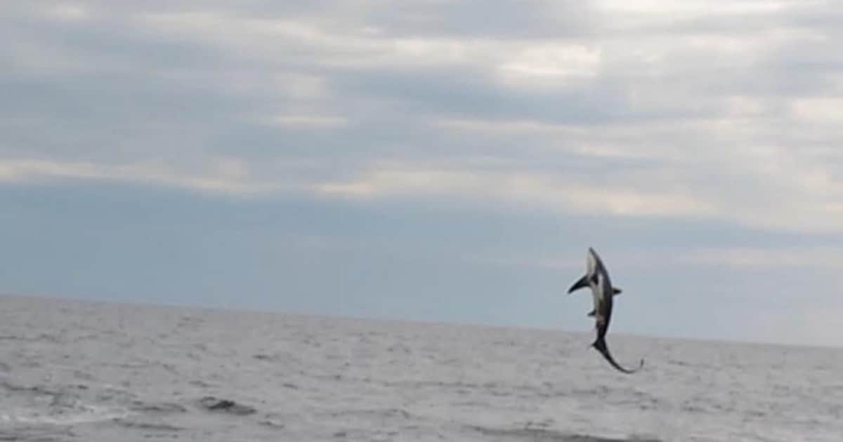 Zeer zeldzame voshaai gespot in Noordzee: beelden tonen hoe hij als ...
