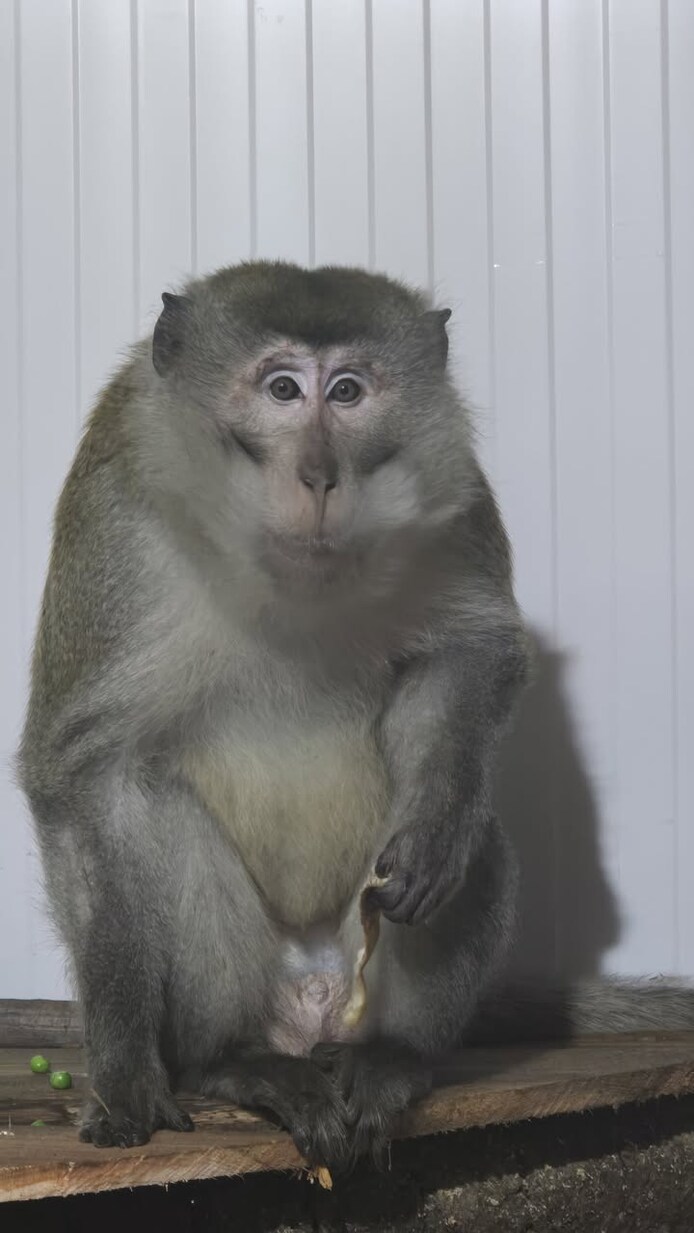 Java-aap Dexter krijgt nieuwe start in Ierland na verlies van vriend ...