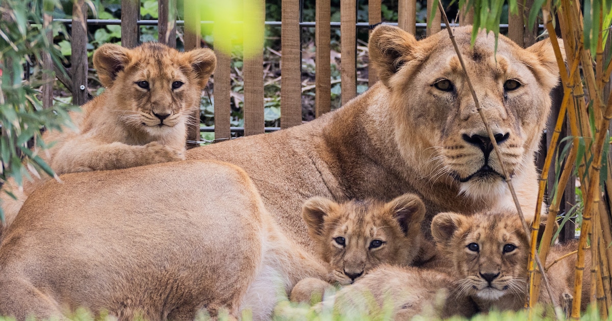 Zoo van Keulen doet pasgeboren leeuwen inslapen. Is woede terecht of ...