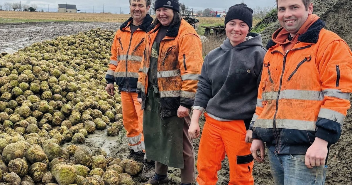 Nadat 60 ton knolselder verloren dreigt te gaan, pakt dit bedrijf uit ...