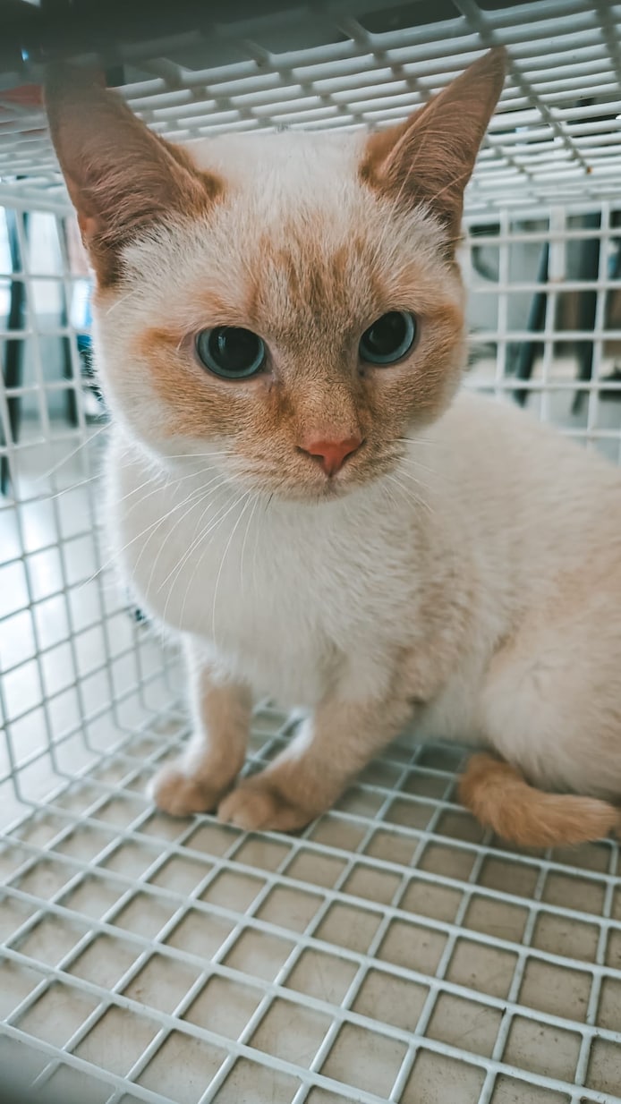 “Gratis, één jaar”: jonge kat wordt in doos op straat achtergelaten in ...