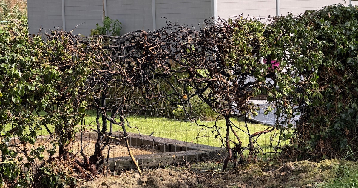 Haag vat vuur in Moerbrugge: “Houtkoolresten van barbecue wellicht de ...