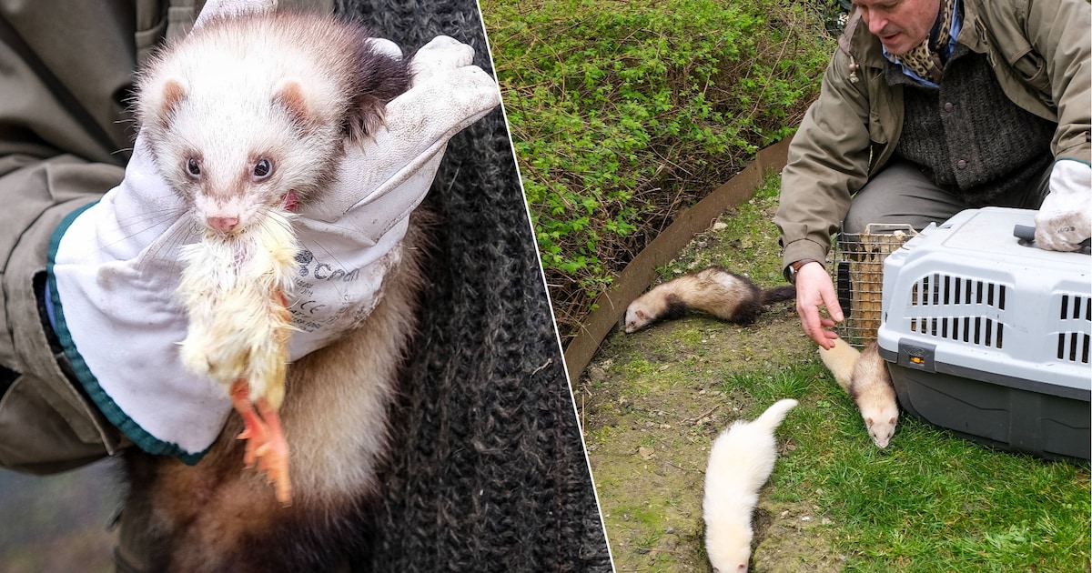 Jean (65), de rattenvanger van Etterbeek: “Geen vallen of vergif bij ...