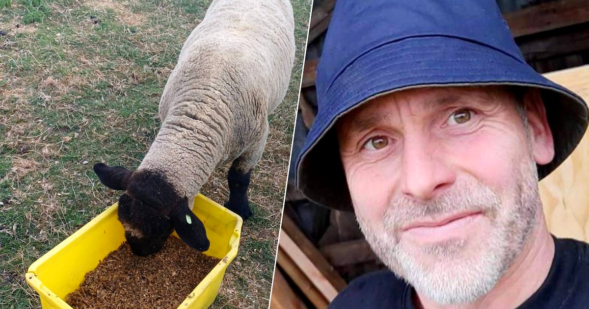 Schaap van hobbyhouder David verdwijnt op mysterieuze wijze uit weide ...