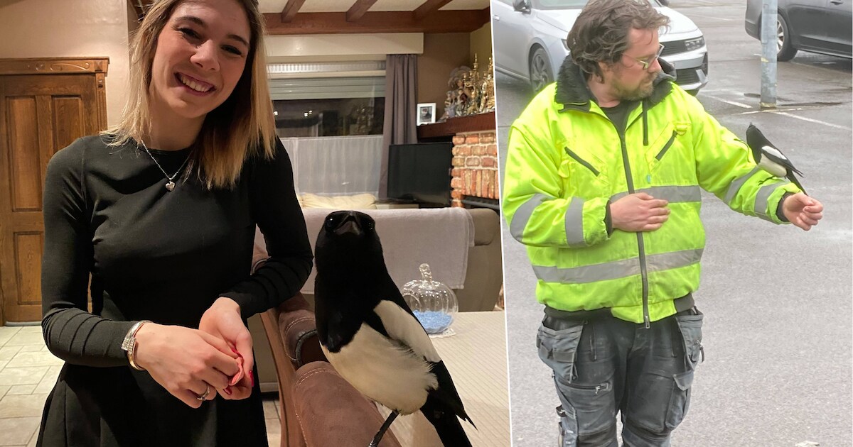 KIJK. Dexter de ekster voelt zich helemaal thuis bij ‘baasje’ Lara (23 ...