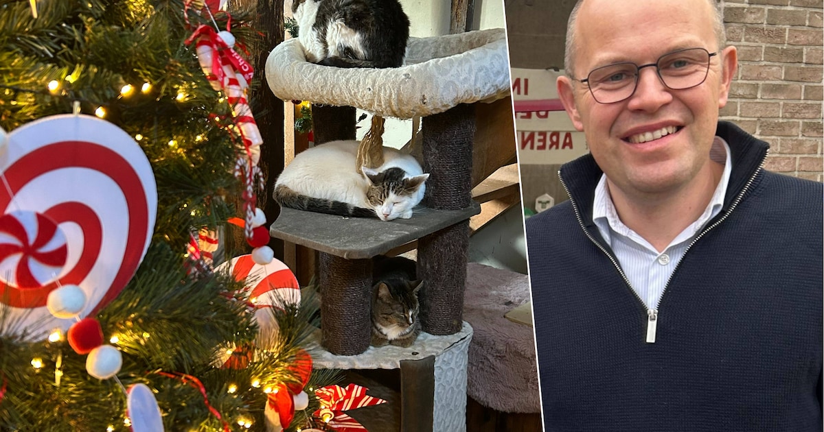 Kattenopvang Lucky Stars doet oproep voor feestdagen: “Geef geen dier ...