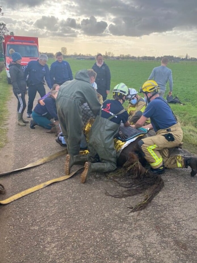 Brandweer redt paard uit gracht | Kapellen | hln.be