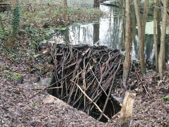 Bever zorgt voor wateroverlast, dus zoeken gemeente en provincie ...