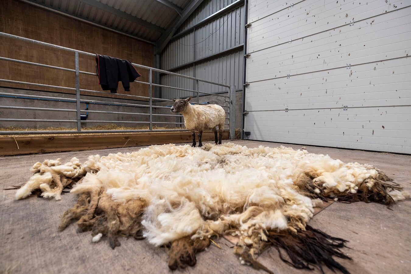 “Eenzaamste schaap” overwint twee jaar na zware redding van Schotse ...