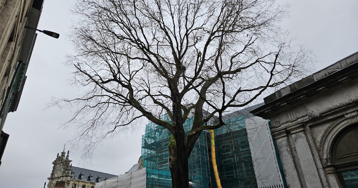 Leuvense ‘Boom van ‘t Groot Verdriet’ blijkt miljoenen waard: “Mensen ...
