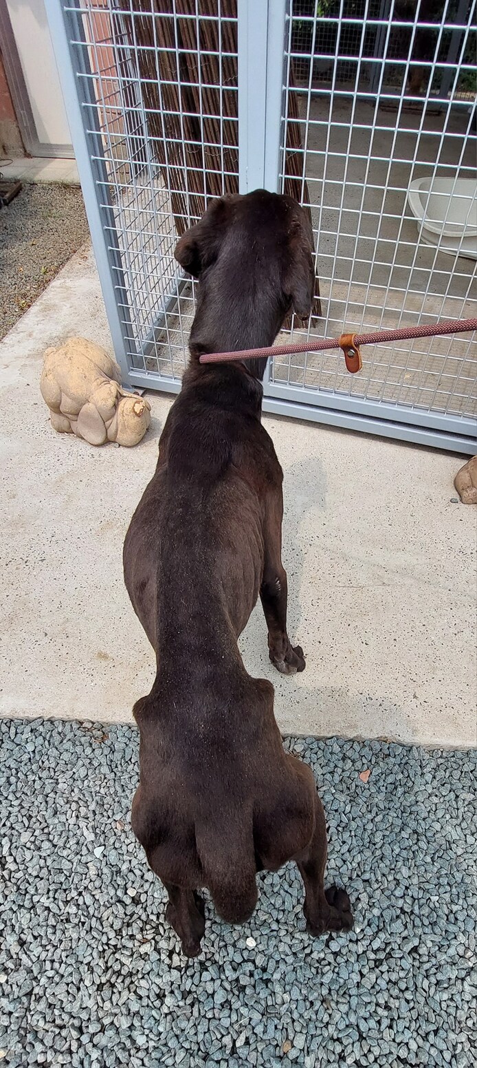 Dierenasiel Ninove ontfermt zich over uitgemergelde honden: “Had dit een klein beetje langer ...