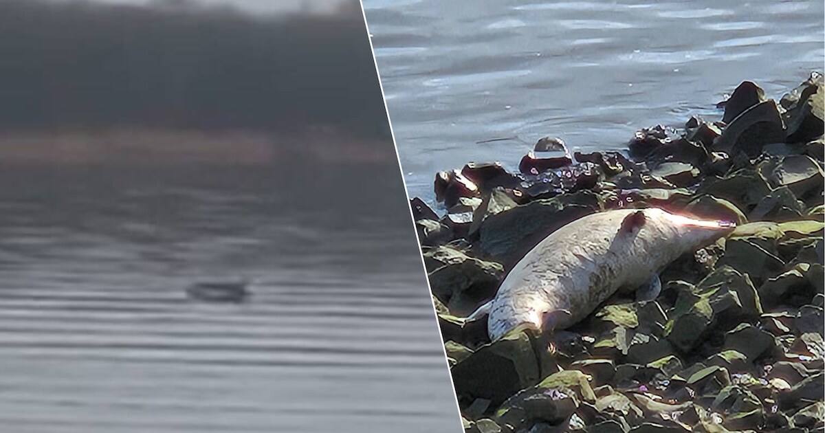 Aangespoelde dolfijn was al in januari gespot in Schelde door veerman ...
