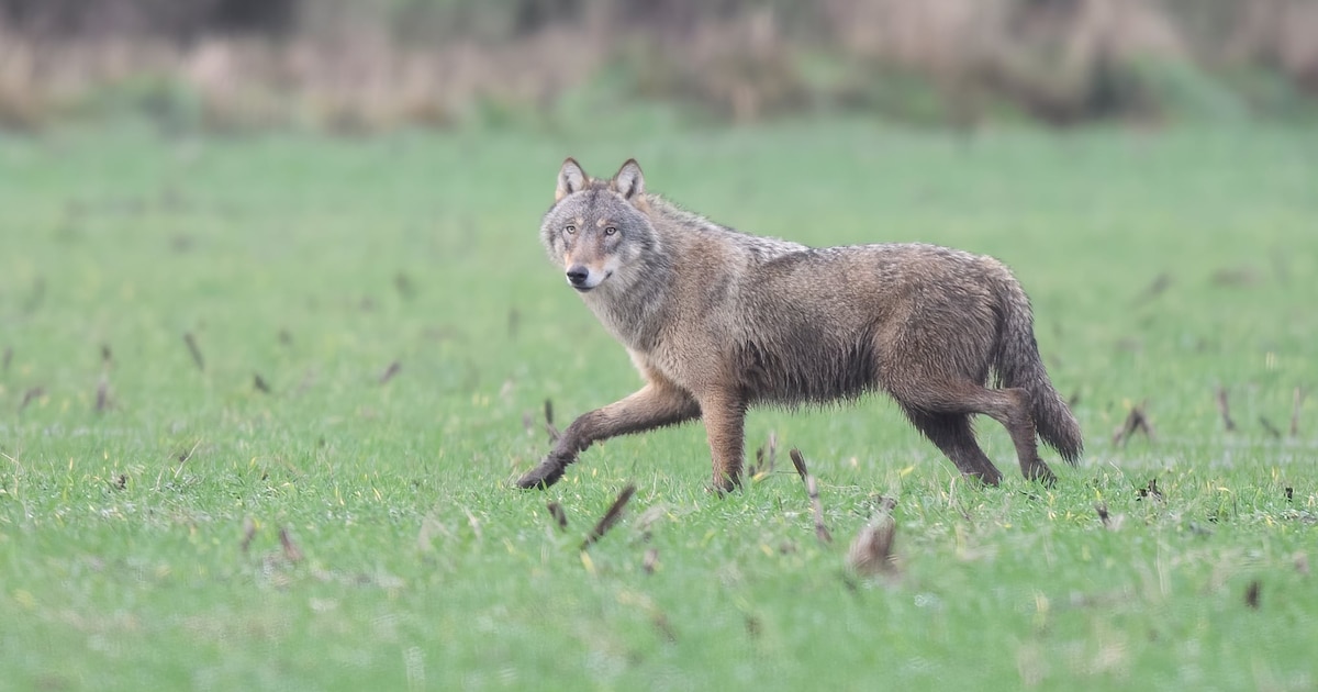 ‘Welkom Wolf' geeft lezing in de bib | Uit-tips Mol | HLN.be
