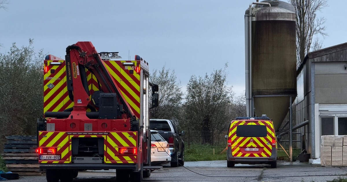 15-tal kalveren staat uren in beerput | Brugge | HLN.be