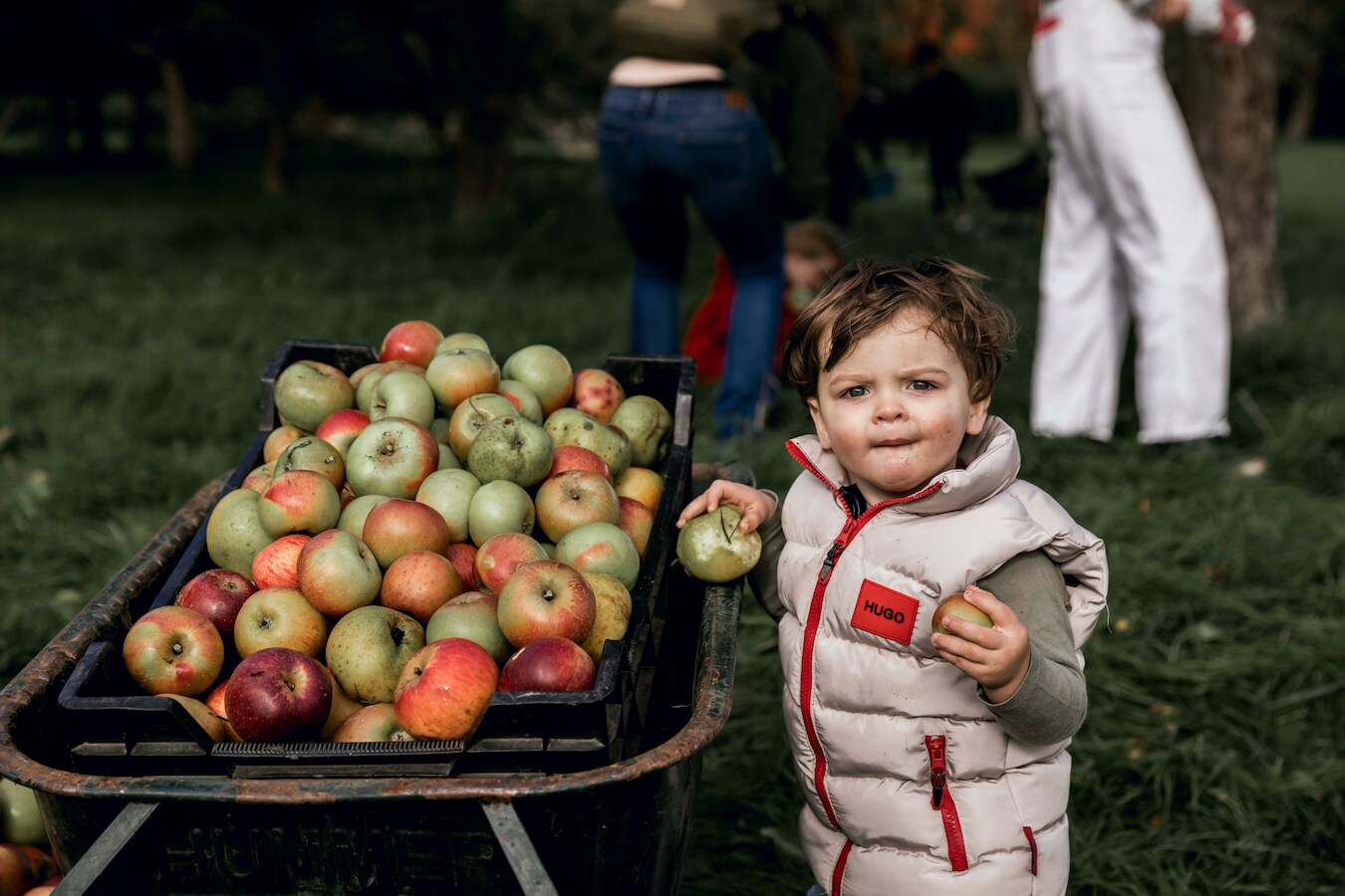 Honderden mensen rapen tonnen appels aan Alden Biesen: “Sommige soorten ...