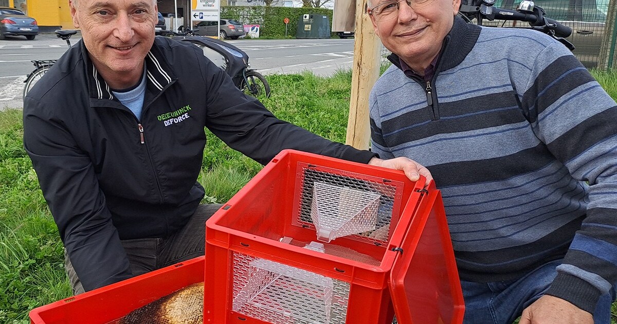 Zwevegem plaatst als eerste Vlaamse gemeente 70 vallen voor Aziatische ...