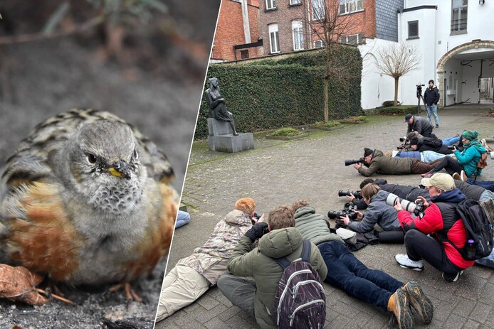 Vogelopvangcentrum vangt mus die massa vogelspotters lokt: “Dit ...