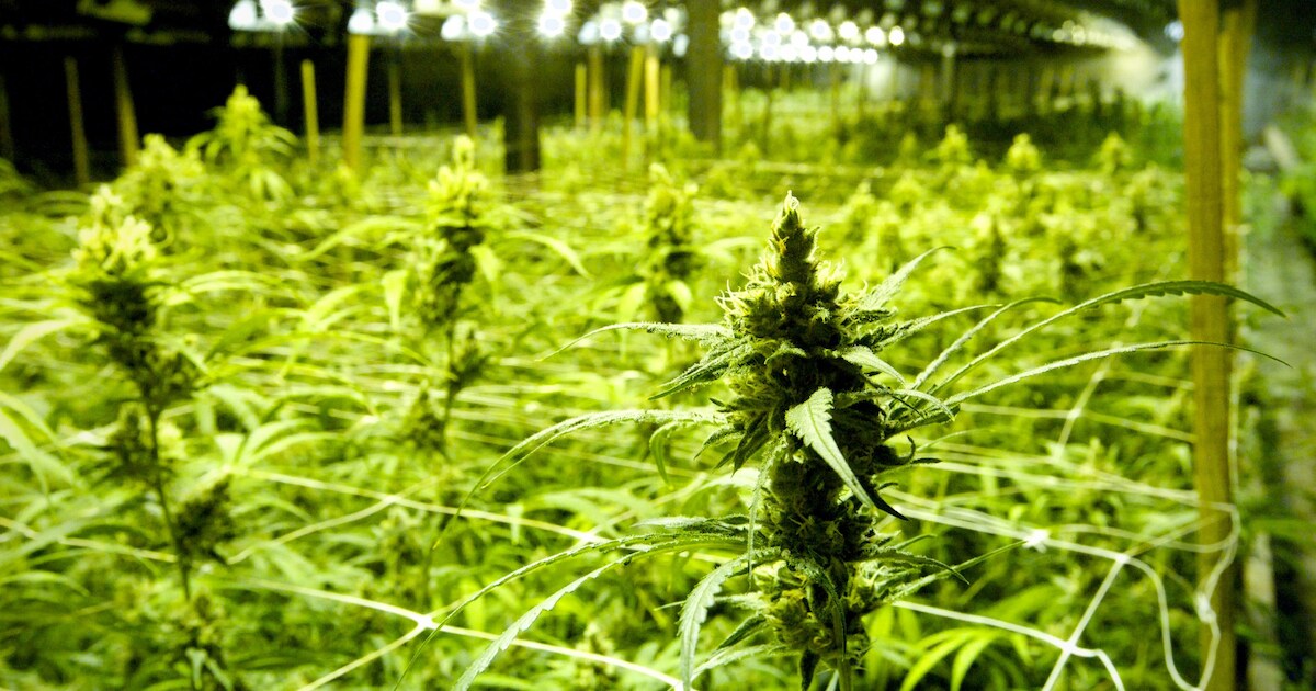 Cannabisboer Lagrou vraagt in tranen nieuwe kans | Binnenland | HLN.be