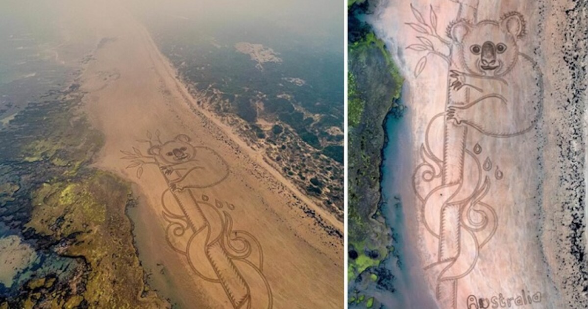 Pakkende tekening van gigantische koala op strand eert miljard dieren ...