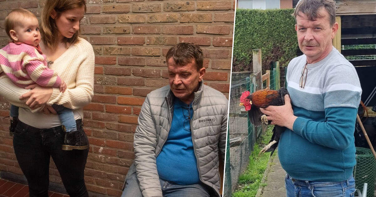 Vrederechter beveelt ophokplicht voor Hans de gans, Jefke de haan en ...