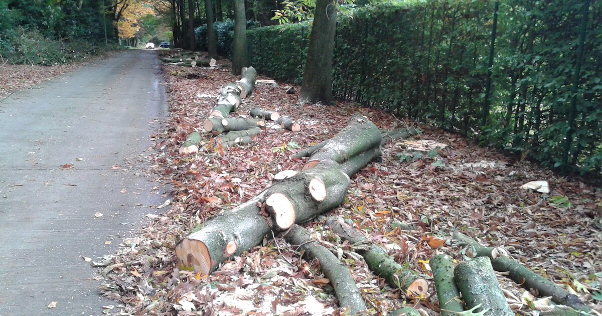 Vijf hectare Scheutbos verdwijnt voor drie villa’s? Groen wil dossier ...