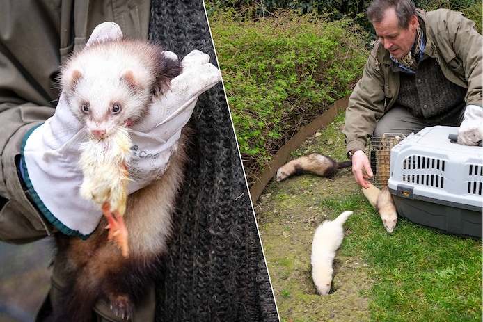 Jean (65), de rattenvanger van Etterbeek: “Geen vallen of vergif bij ...