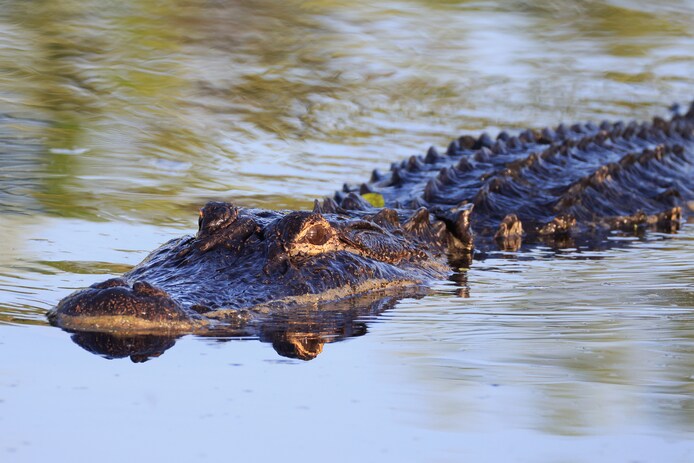 Moerasboot kantelt in de Everglades in Florida: 9 passagiers vallen in ...