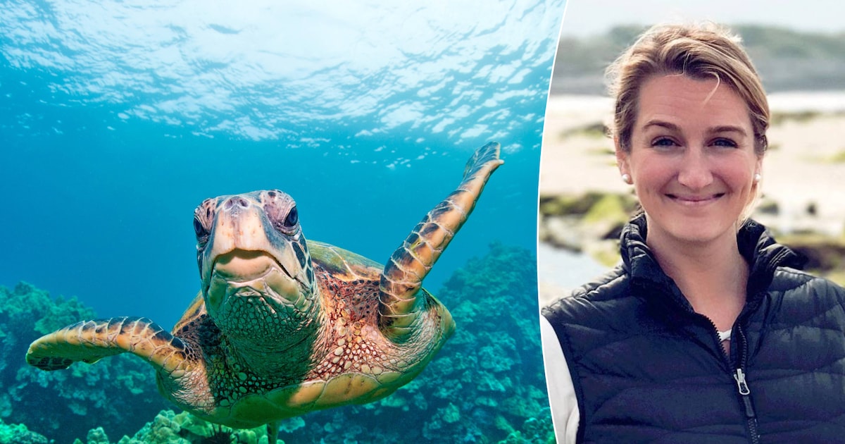 “Deze app herkent gezichten van zeeschildpadden”: zo help je vanuit je ...