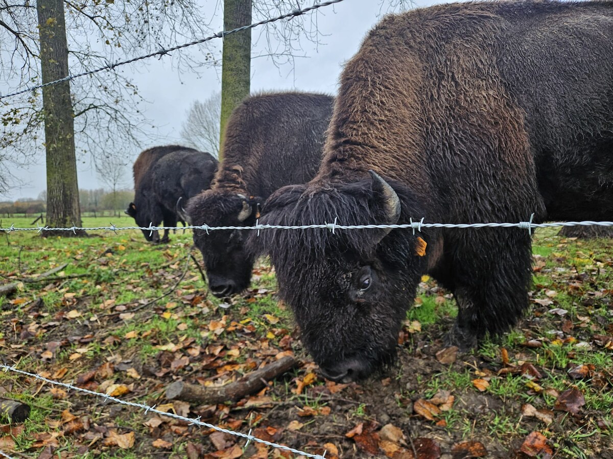 Bizons in Bosland? Bert (44) onderhoudt al vijf jaar eigen kudde in ...