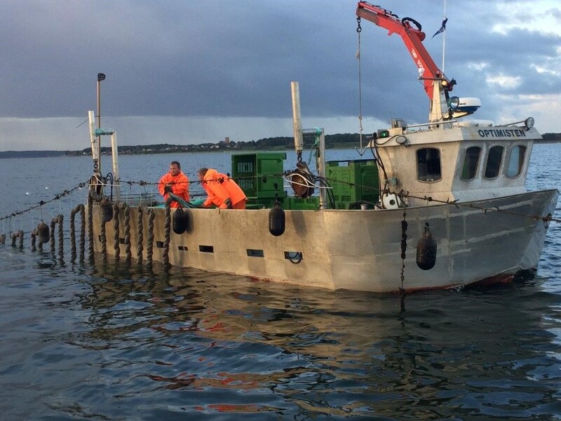 KIJK. Chef Piet Devriendt enthousiast over de eerste Deense ...