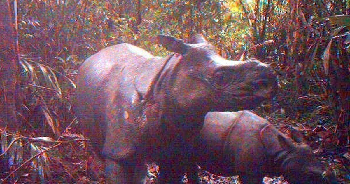 Drie baby's van zeldzaamste neushoornsoort ter wereld gefilmd in ...