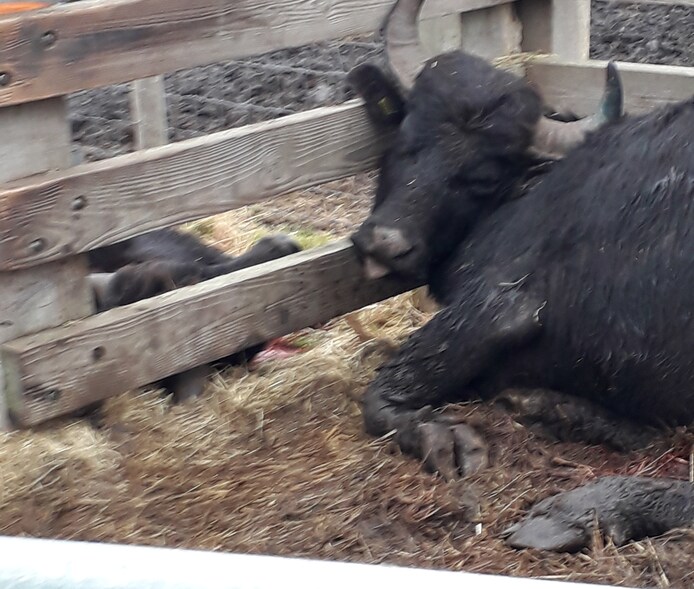 Opeens zien wandelaars dode waterbuffels liggen in Saeftinghe: ‘Het was ...