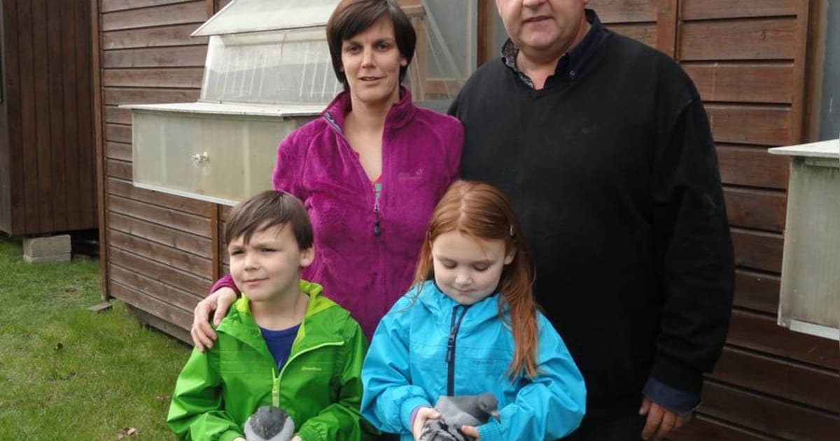 Patrick Creyns wint drie keer met duif Nina | Nieuws | HLN.be