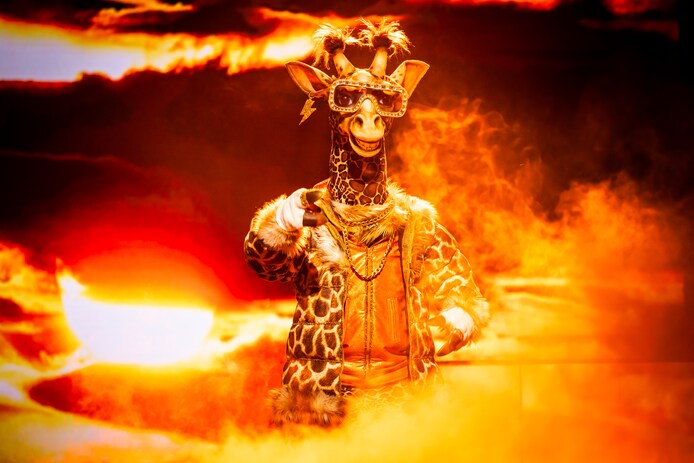 Doet Latijnse spreuk Zebra de das om en duikt Viktor Verhulst opnieuw ...