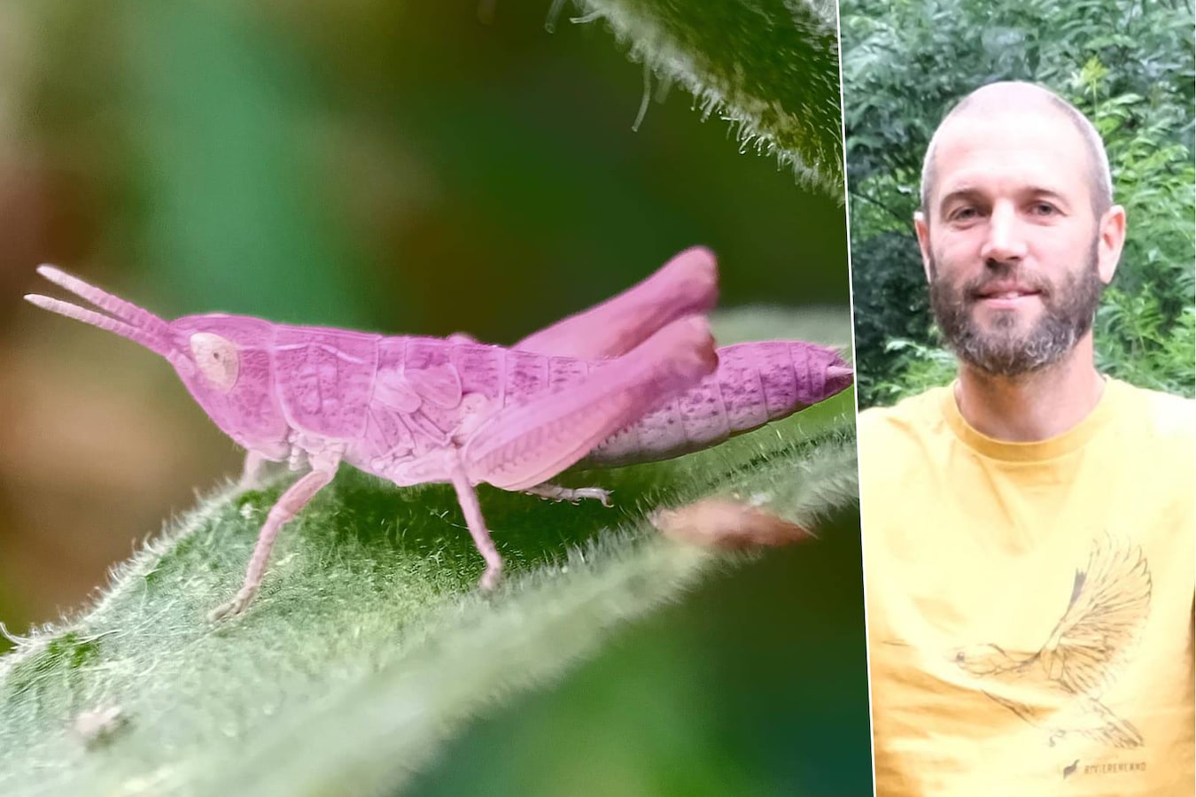 Roze sprinkhaan duikt opnieuw op in zelfde tuin in Mechelen: “Dit is ...