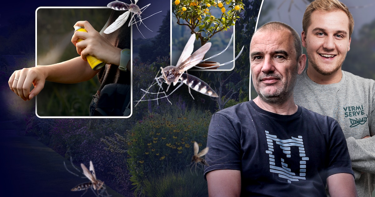 Hoe jaag je muggen weg? Twee experten analyseren 9 tips van onze lezers ...