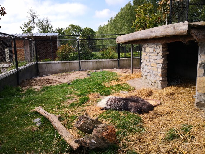 Kakelend Kippenmuseum ontstond 25 jaar terug: “Waar kuikens, uilen en ...