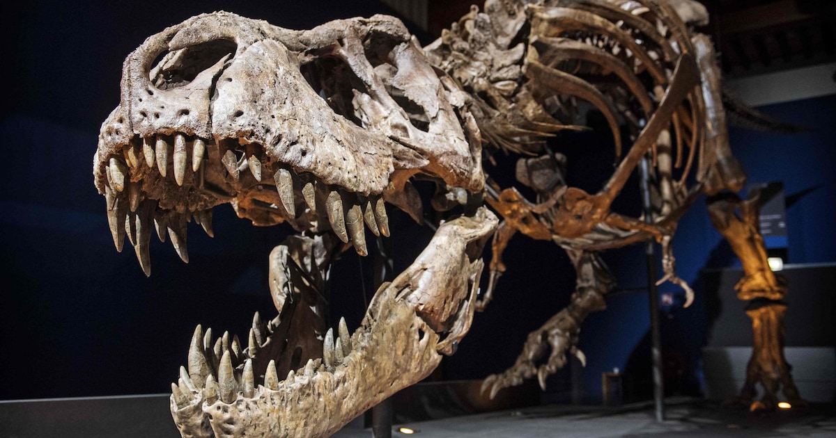 Primeur in Europa: skelet T. Rex onder de hamer bij Zwitsers veilinghuis | Dieren | HLN.be