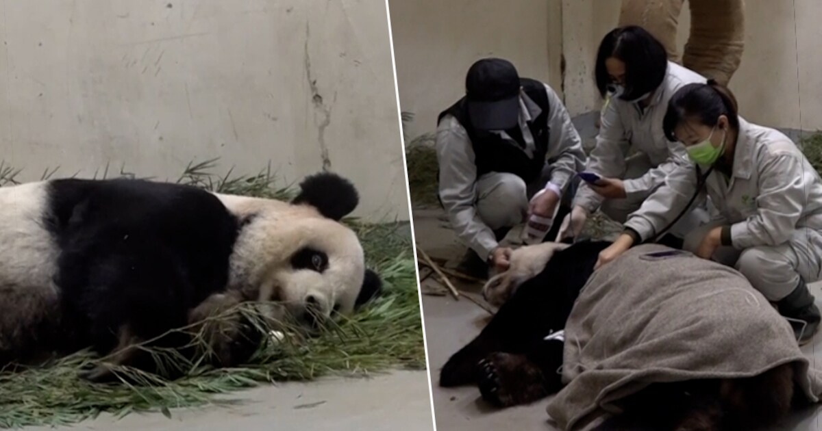 Aangrijpende beelden tonen hoe reuzenpanda Tuan Tuan wordt ingeslapen ...
