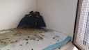 Vogelopvangcentrum Oostende overspoeld door gevallen kauwtjes tijdens ...