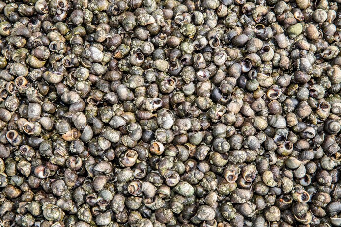 Tips voor een perfect paasweekend in Zeeland: van strandjutten tot een ...