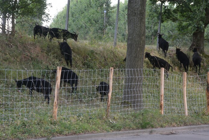 Schapen gaan in Brakel strijd aan met Japanse duizendknoop: “Meer ...