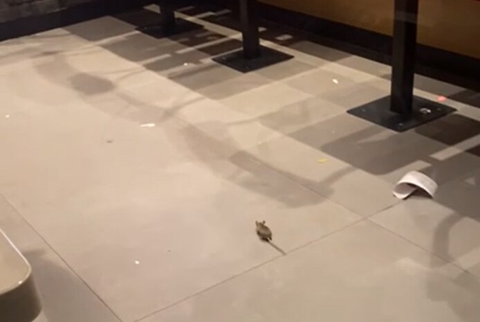 KIJK. Muizen gespot bij Quick op de Keyserlei in Antwerpen | Antwerpen ...